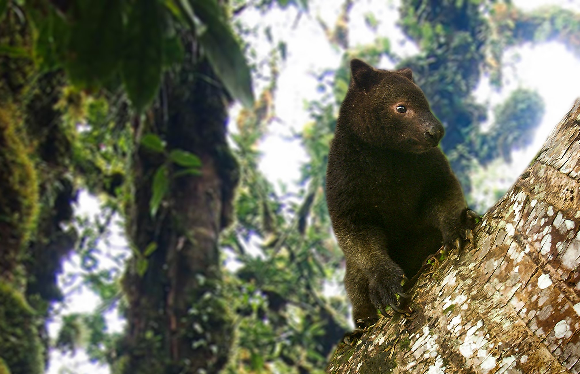 Mapping and Monitoring the Torricelli Mountain Range Conservation Area ...